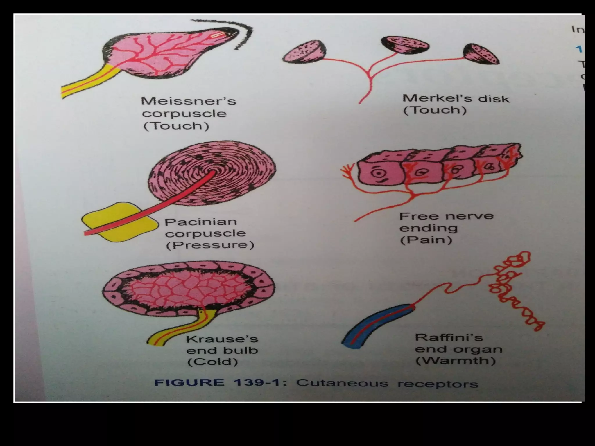 Physiology of pain pathway | PPT