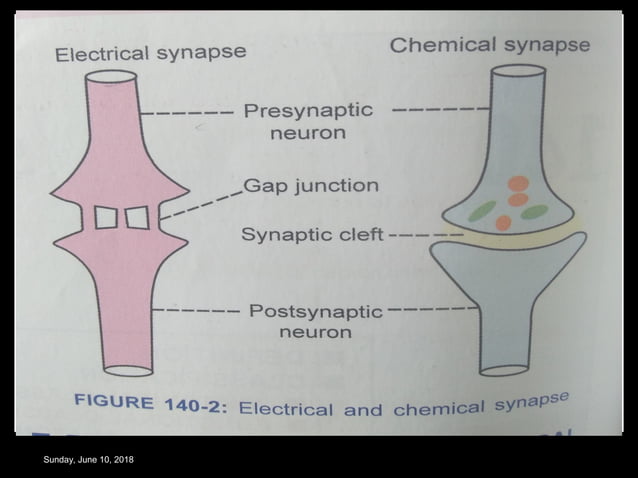 Physiology of pain pathway | PPT | Brain and Nervous System Disorders ...