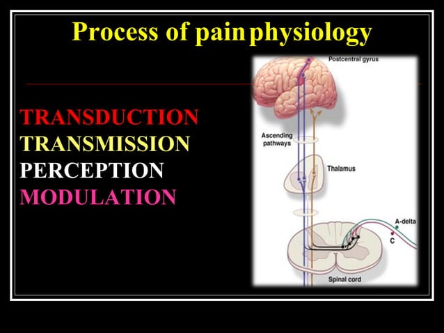 Physiology of pain pathway | PPT | Brain and Nervous System Disorders | Diseases and Conditions