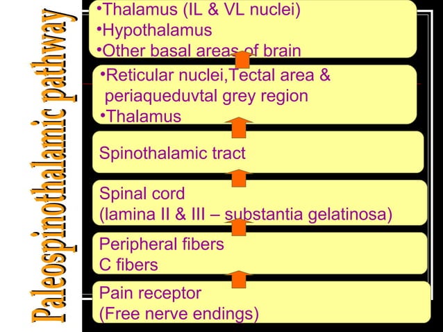Physiology of pain pathway | PPT | Brain and Nervous System Disorders ...