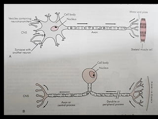 Physiology of pain pathway | PPT