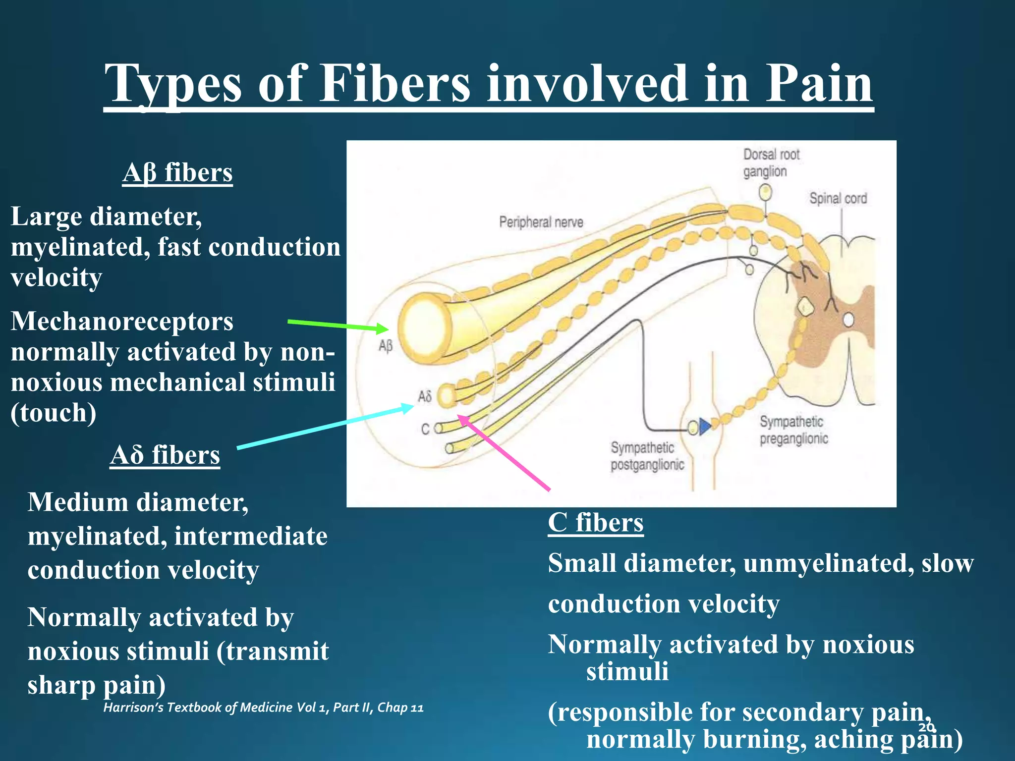 Physiology of pain pathways | PPTX