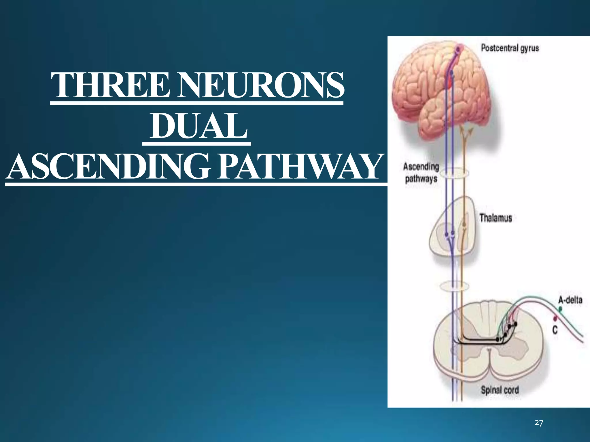 Physiology of pain pathways | PPTX