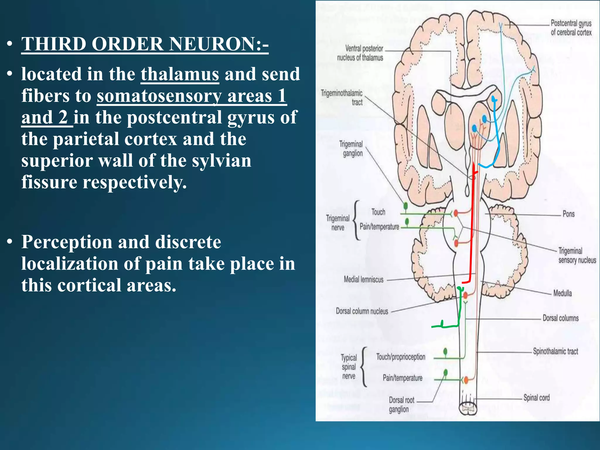 Physiology of pain pathways | PPTX