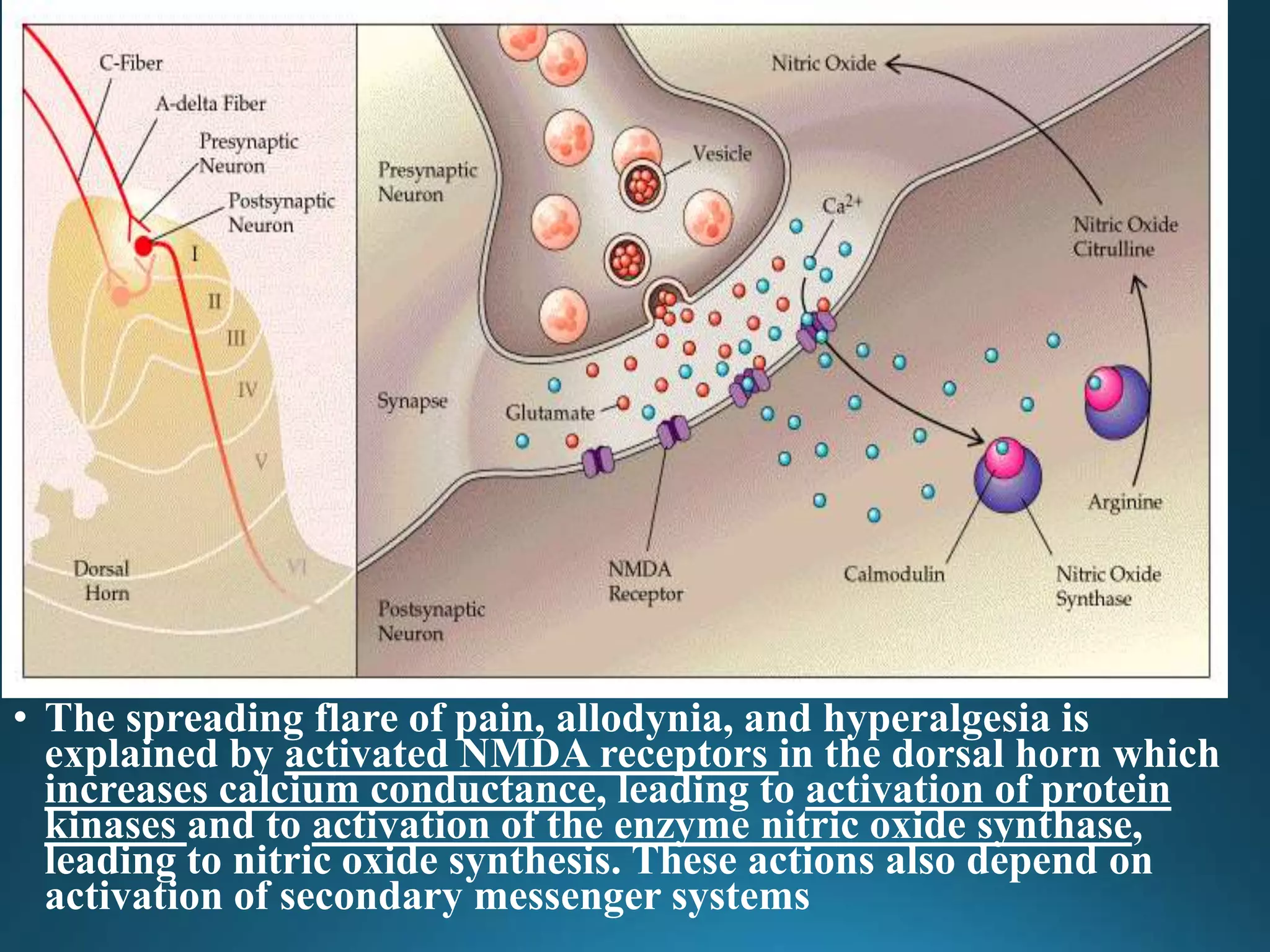 Physiology of pain pathways | PPTX