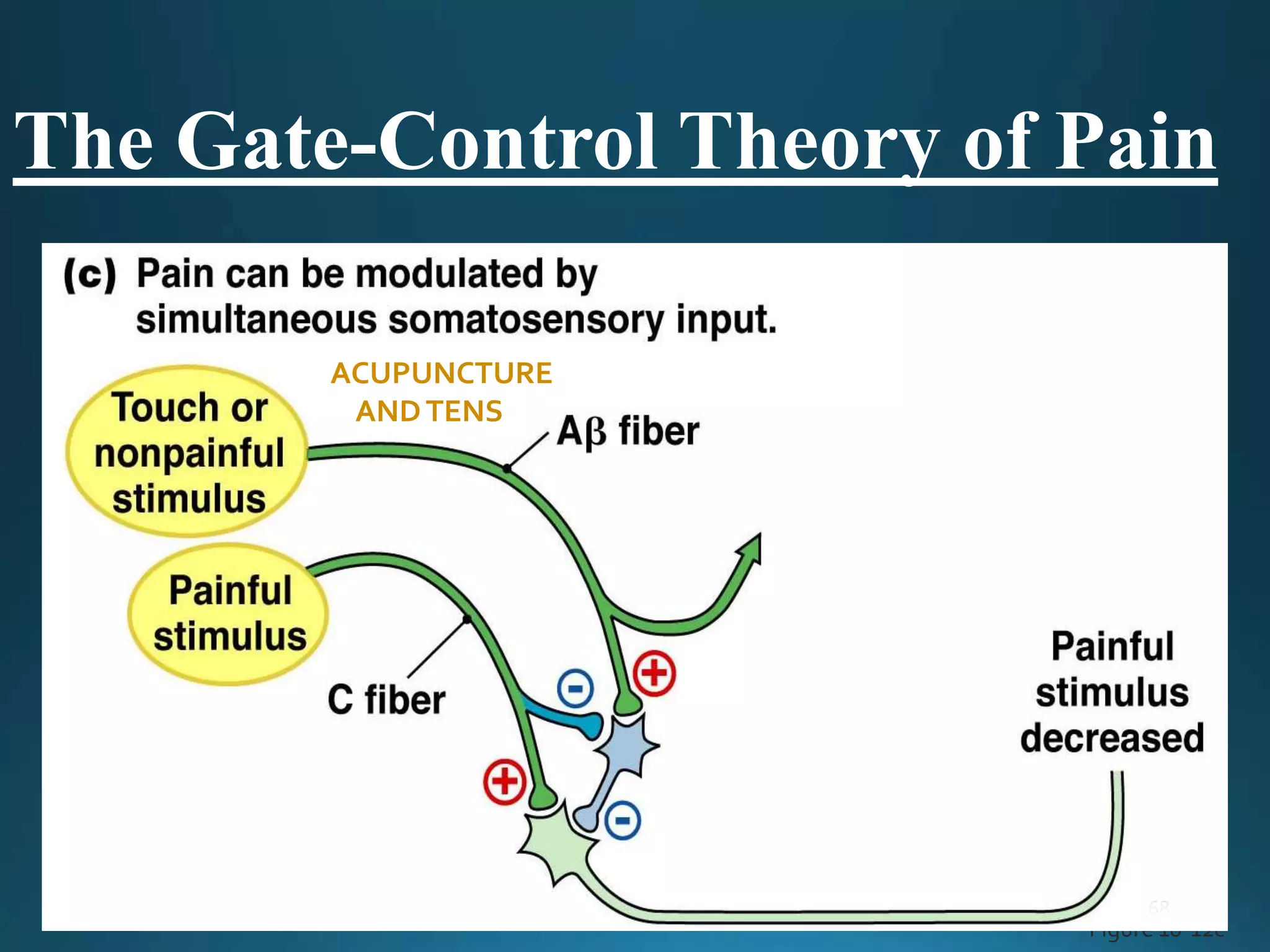 Physiology of pain pathways | PPTX