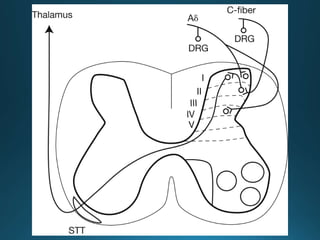 Physiology of pain pathways | PPTX