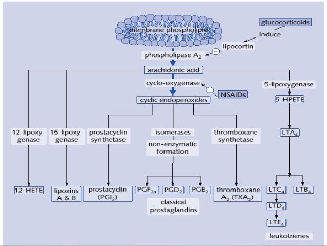 Physiology of pain pathways