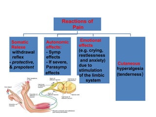 Physiology OF Pain senstation.pdf