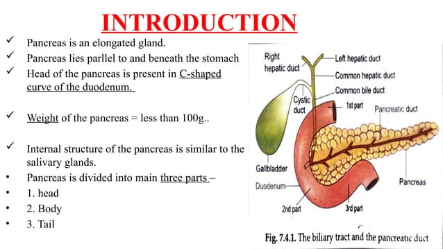Physiology of PANCREAS as an exocrine gland along with applied aspect.pptx