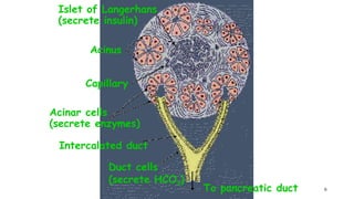 physiology of pancreatic secretion and disorders.ppt