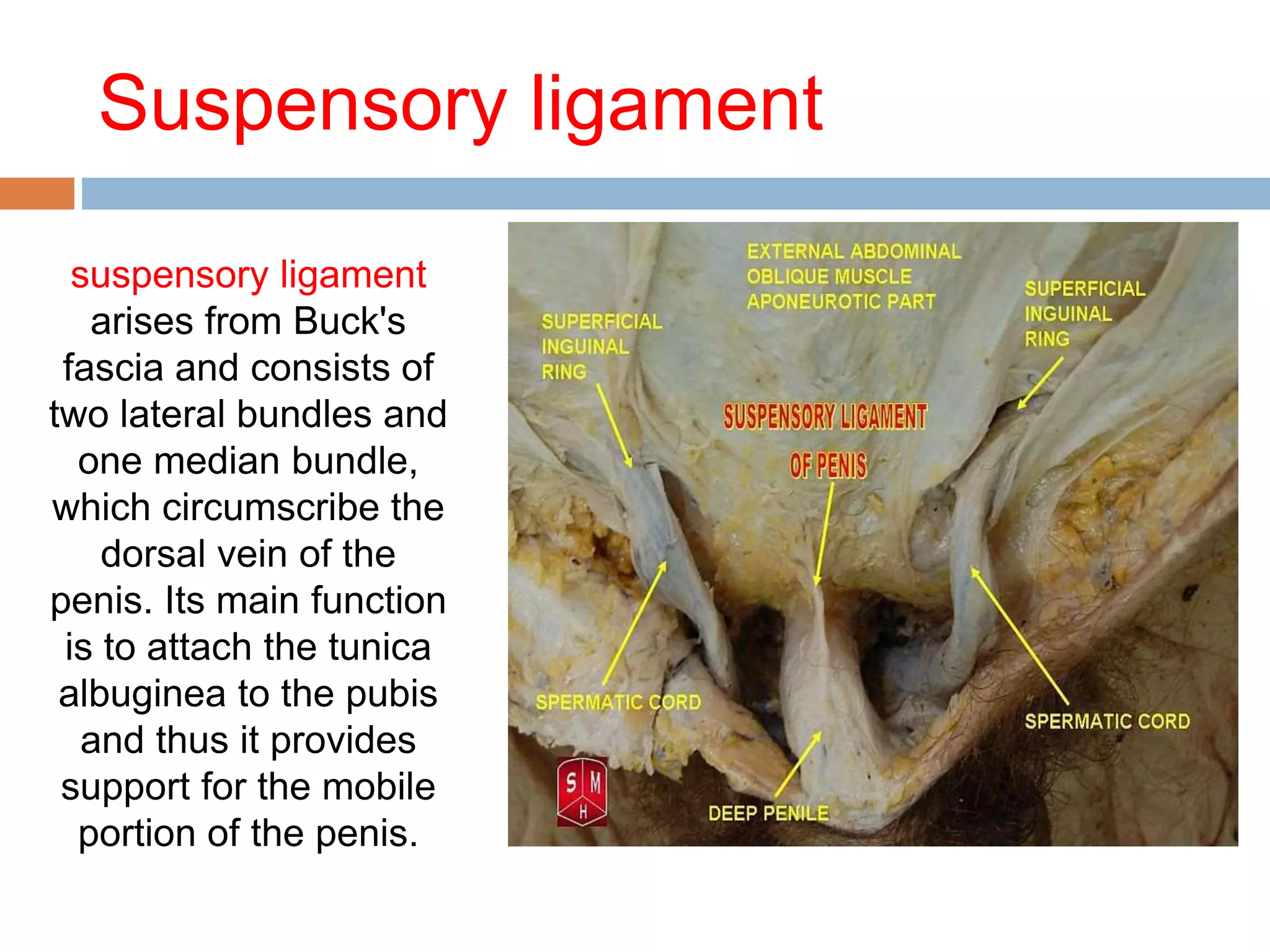 Physiology of penile erection, pathophysiology evaluation & management ...