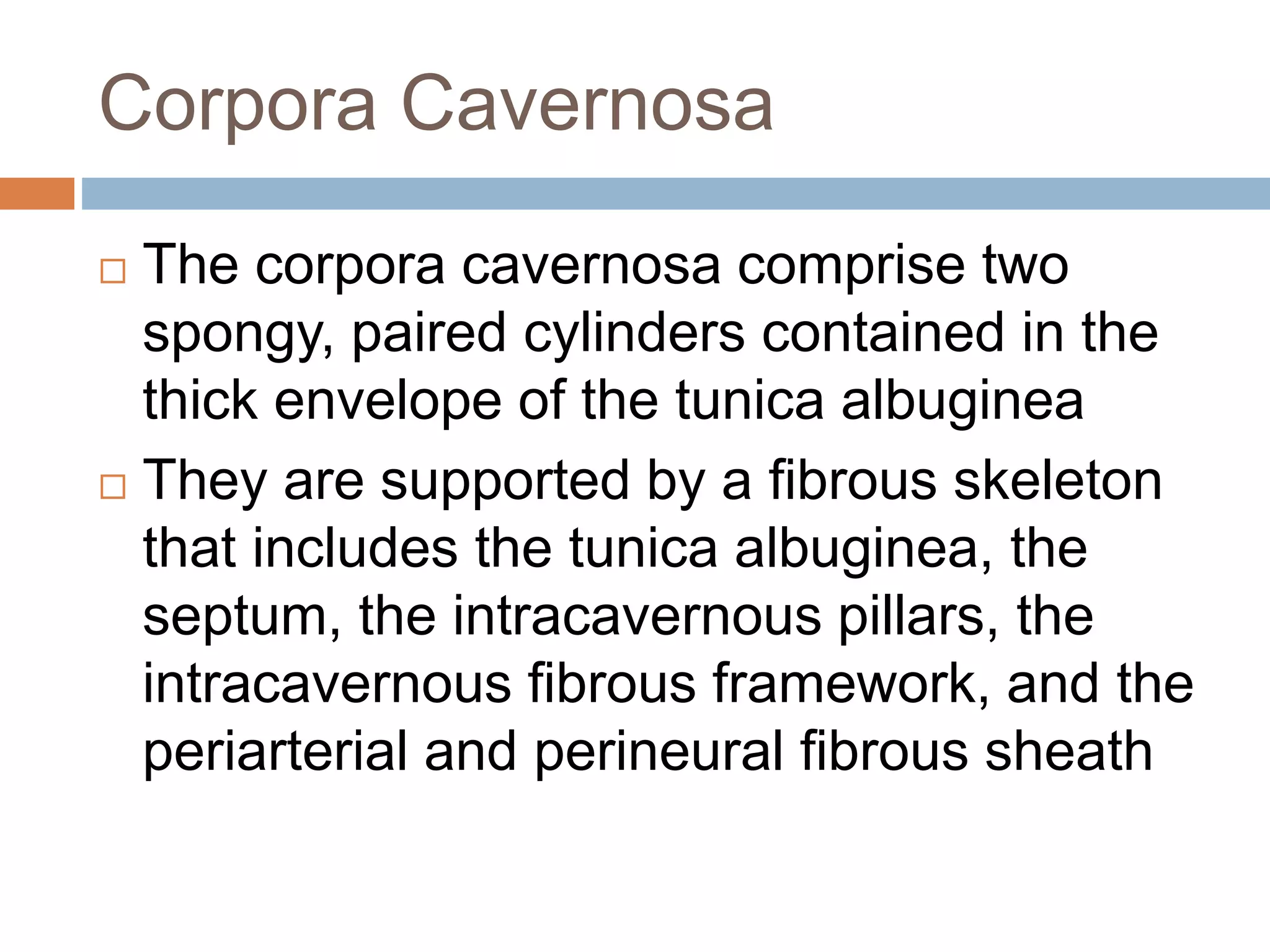 Physiology of penile erection, pathophysiology evaluation & management ...
