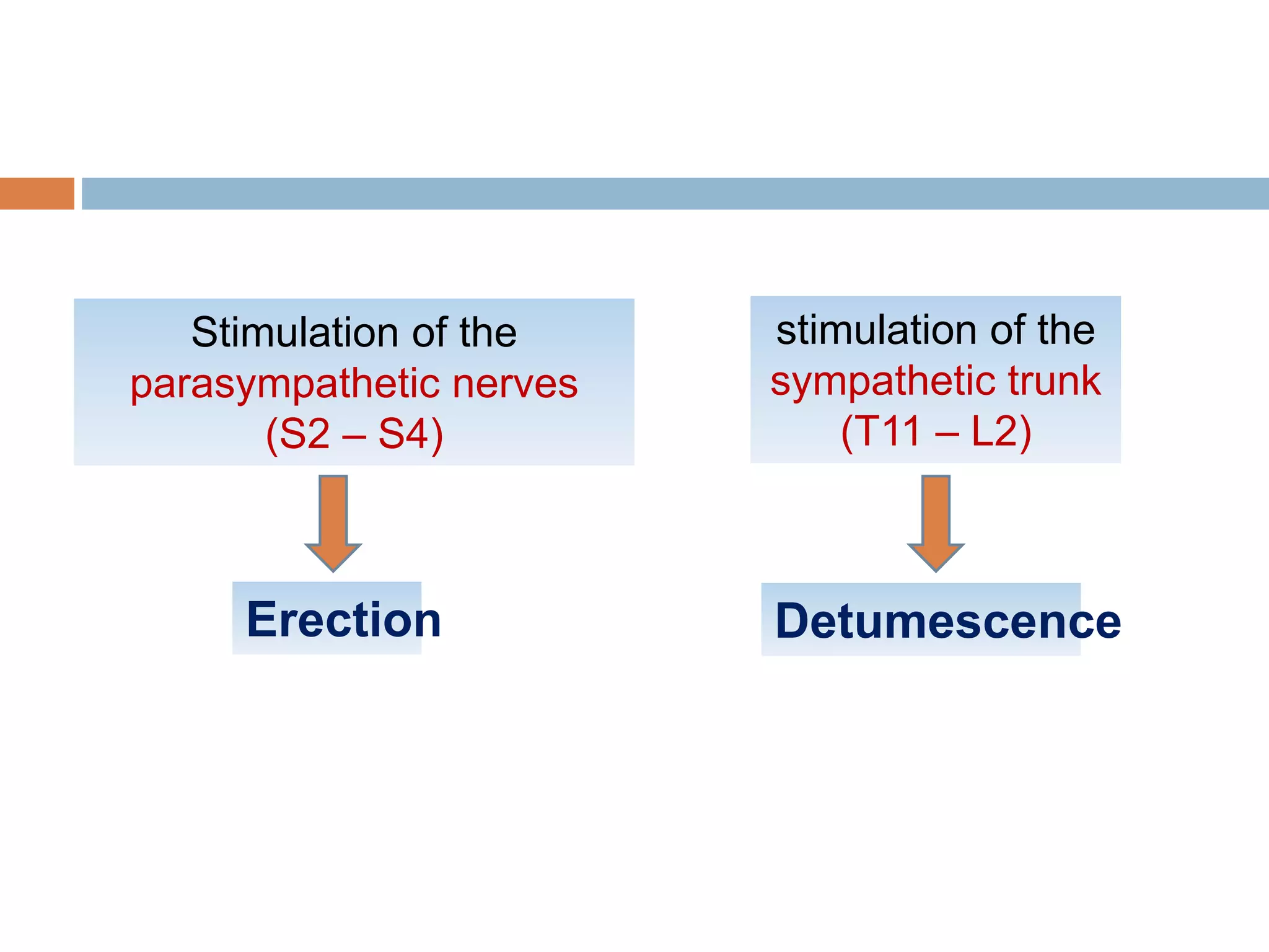 Physiology of penile erection, pathophysiology evaluation & management ...