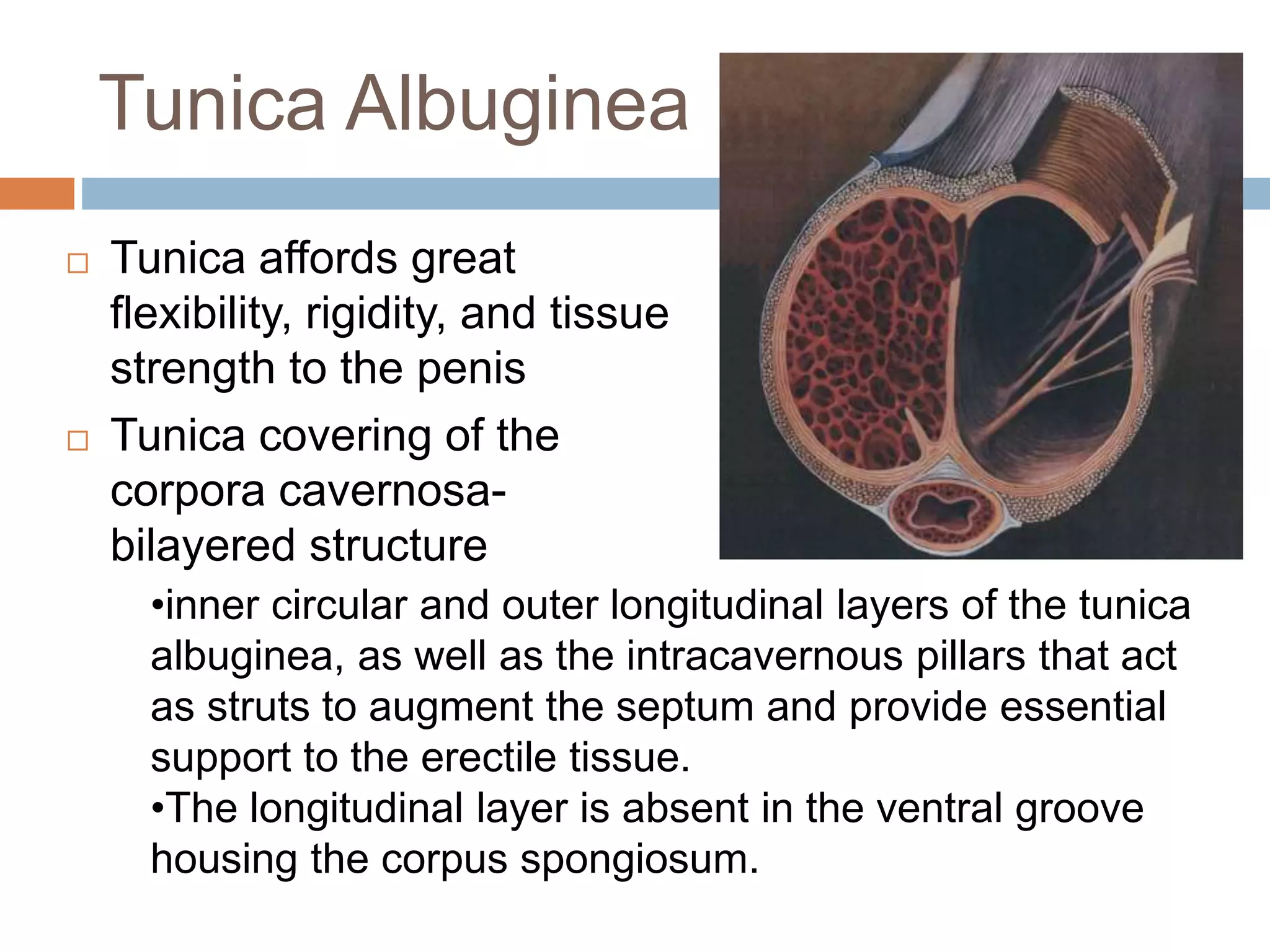 Physiology of penile erection, pathophysiology evaluation & management ...