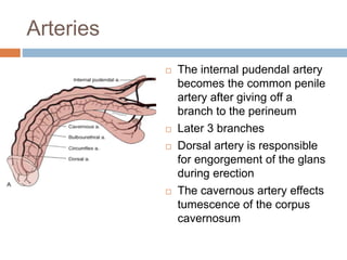 Common Penile Artery