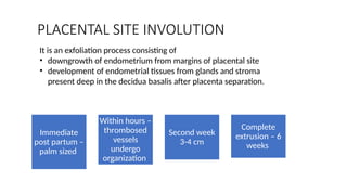 PHYSIOLOGY OF PEURPERIUM - obstetrics a | PPT