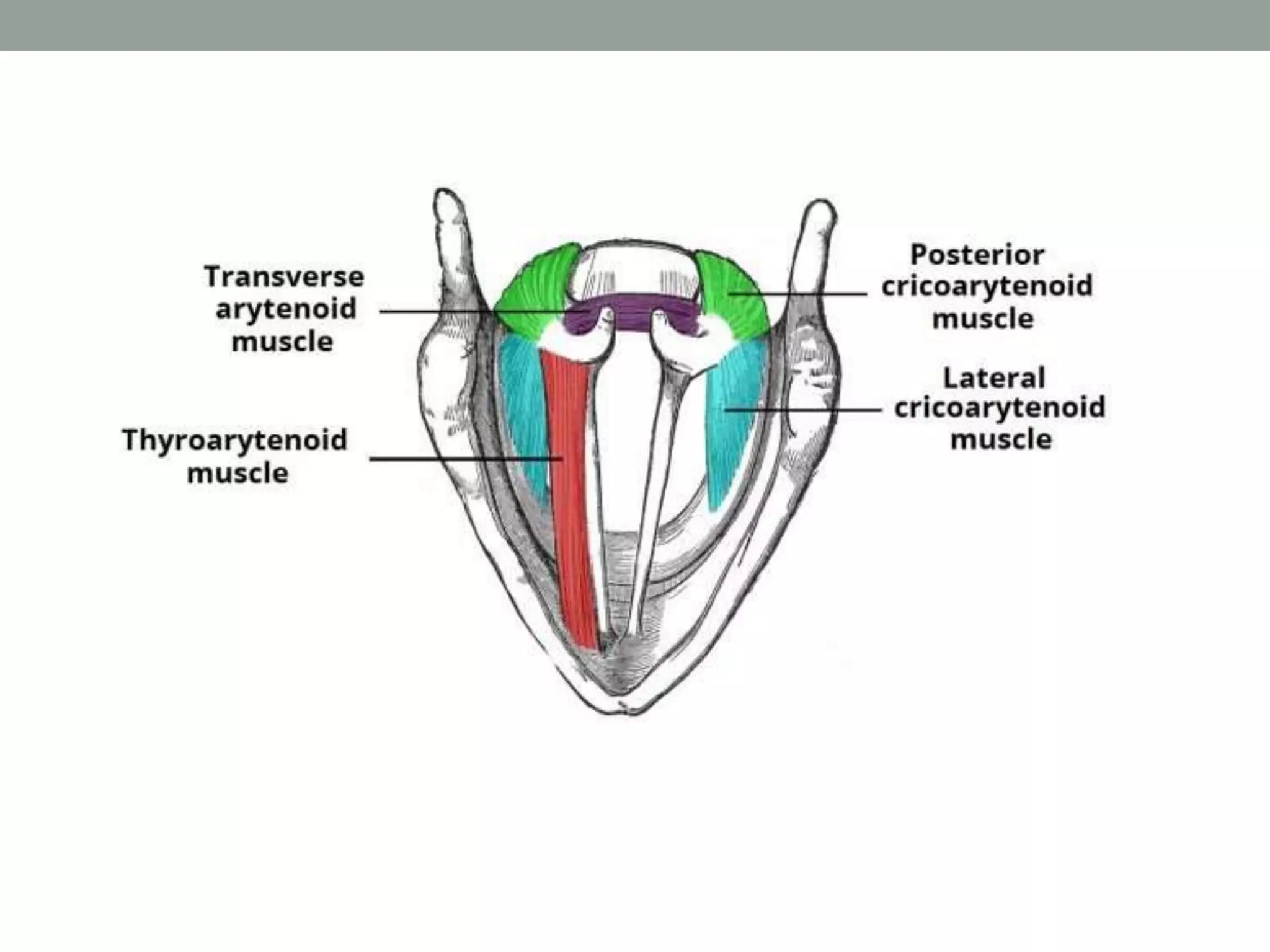 Physiology of phonation by Dr. Farhat Khan | PPTX