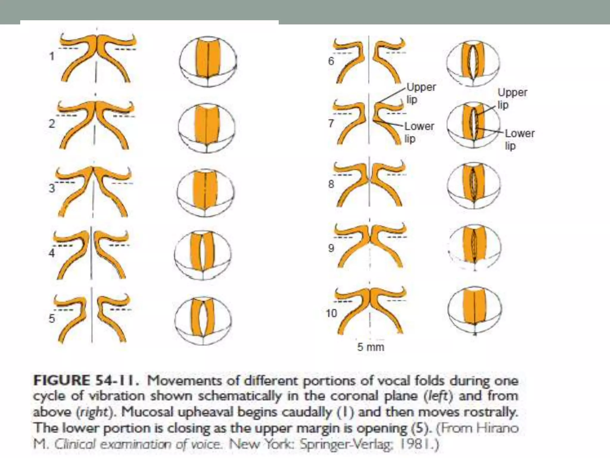 Physiology of phonation by Dr. Farhat Khan | PPTX