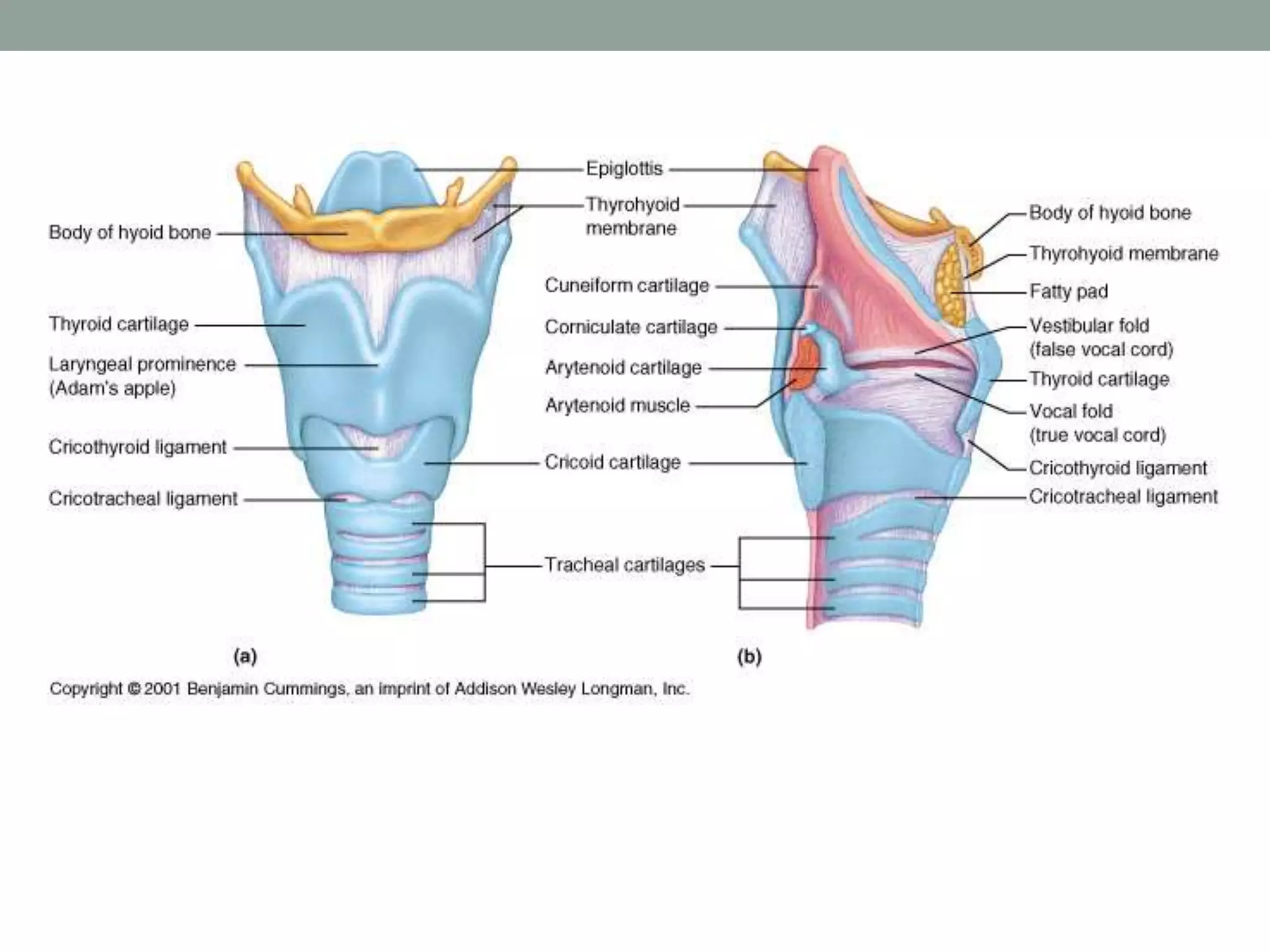 Physiology of phonation by Dr. Farhat Khan | PPTX