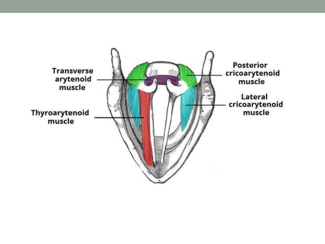 Physiology of phonation by Dr. Farhat Khan | PPTX
