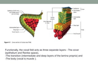Physiology of phonation by Dr. Farhat Khan | PPTX