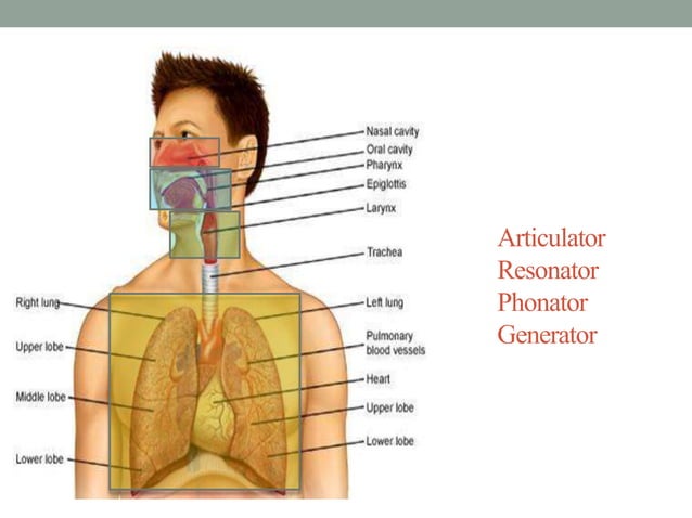 Physiology of phonation by Dr. Farhat Khan | PPTX