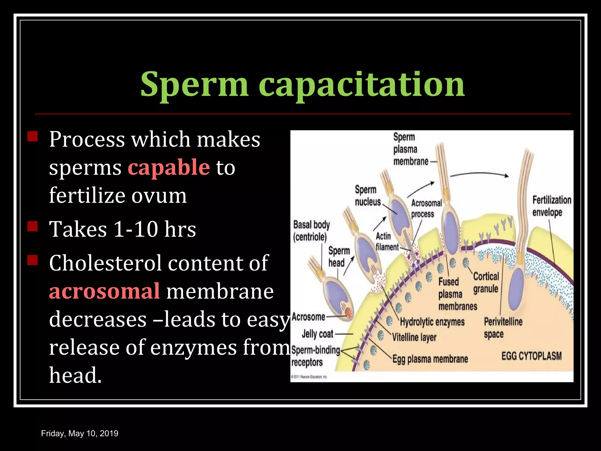 PHYSIOLOGY OF PREGNANCY | PPT