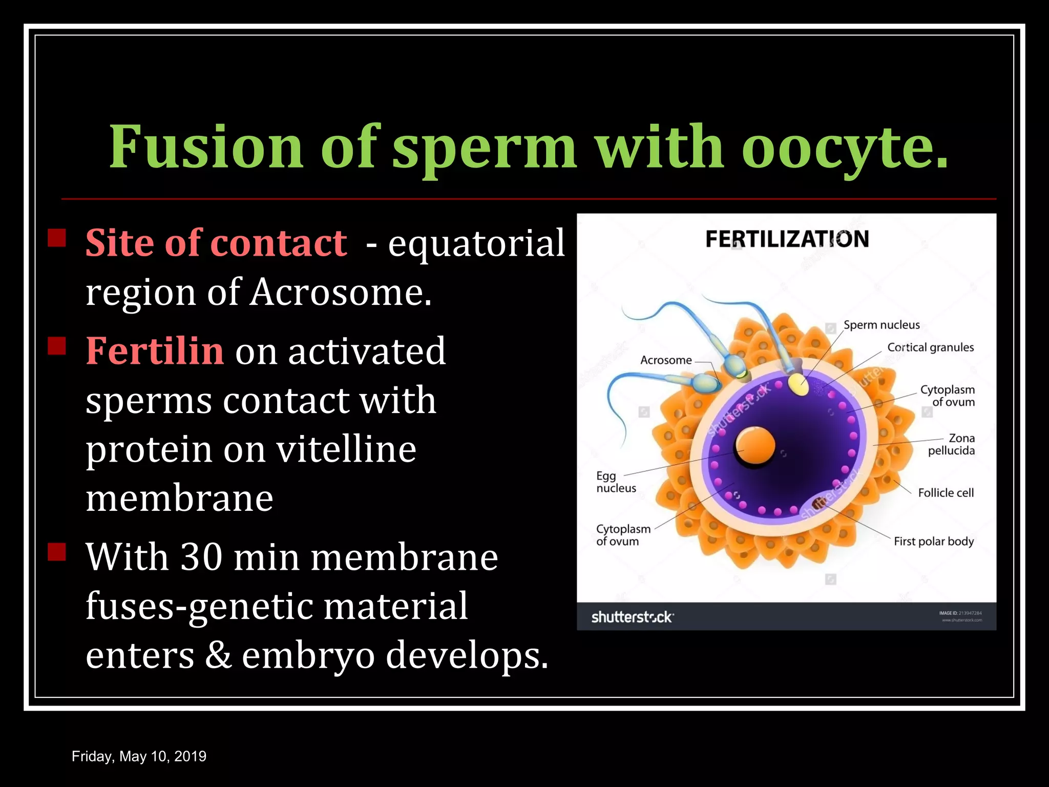 PHYSIOLOGY OF PREGNANCY | PPT