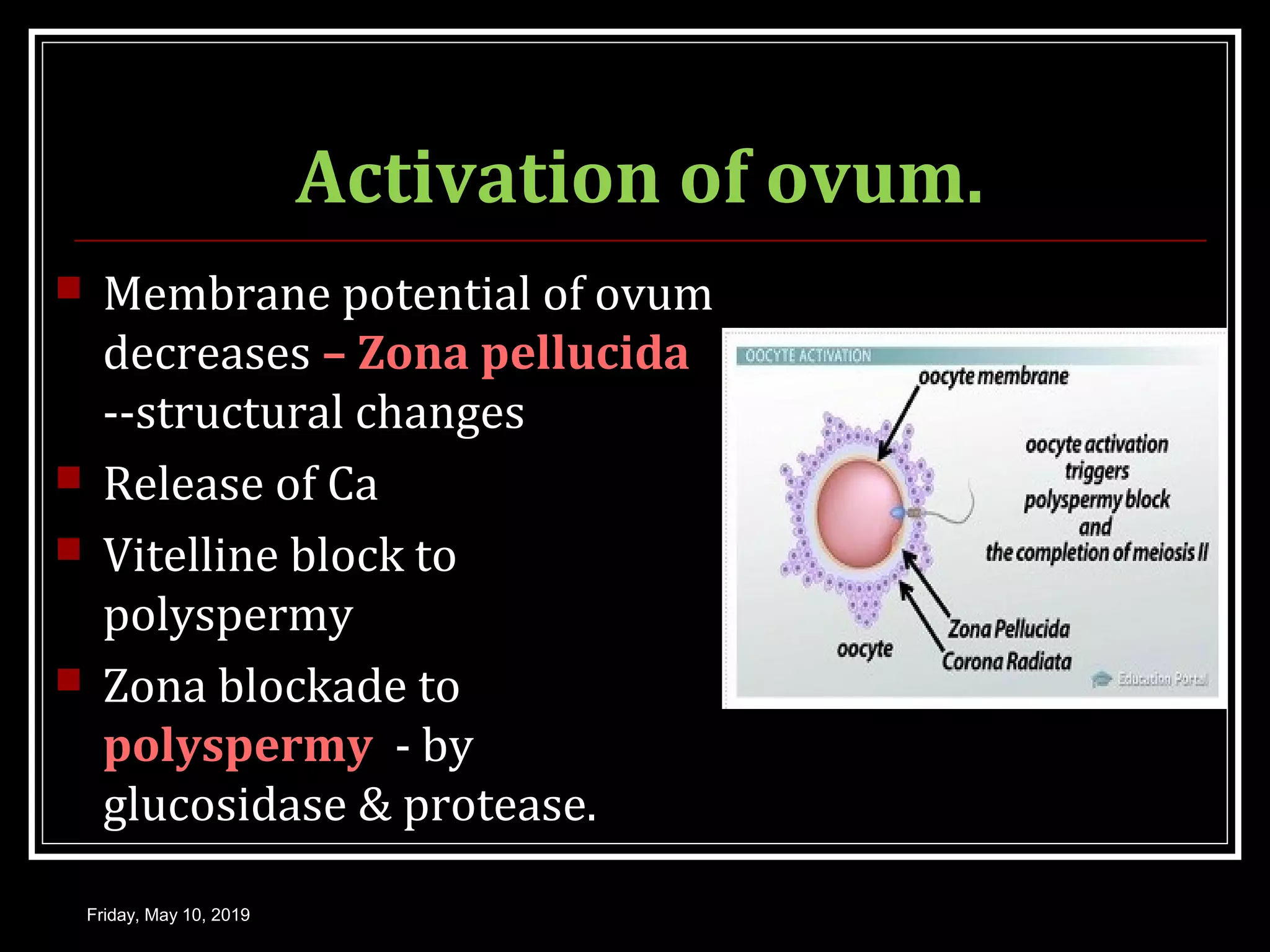 PHYSIOLOGY OF PREGNANCY | PPT