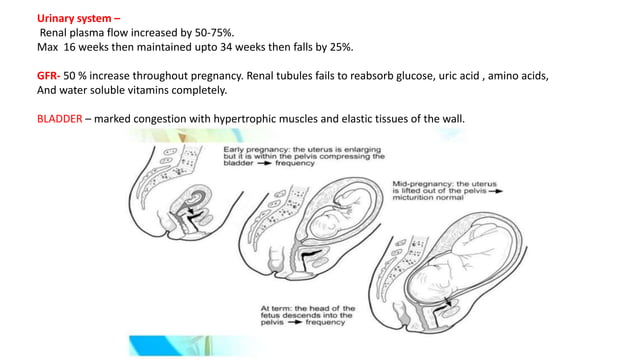 Physiology of pregnancy obstetrics | PPTX | Pregnancy | Reproductive Health