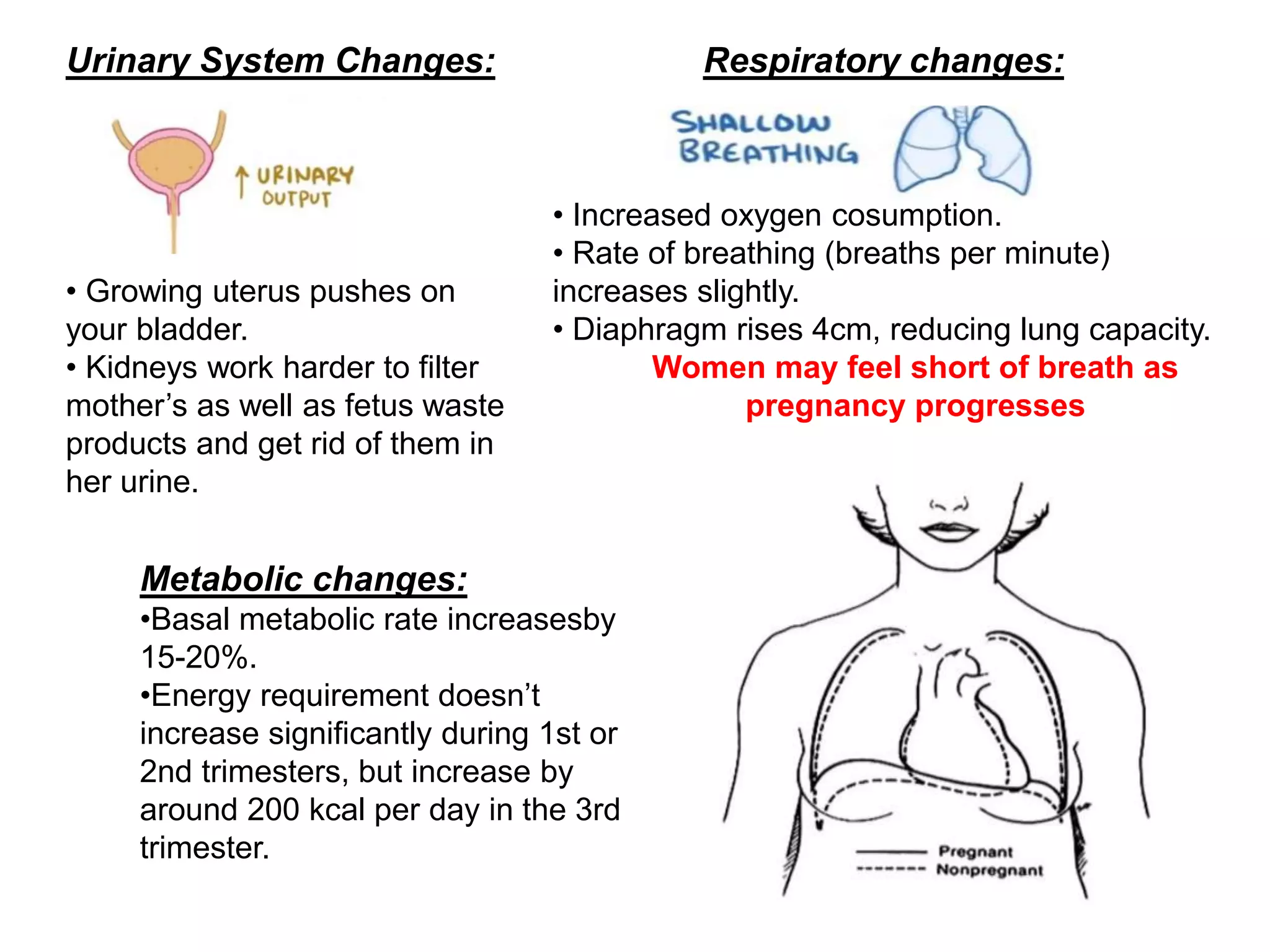 Physiology of pregnancy.pptx