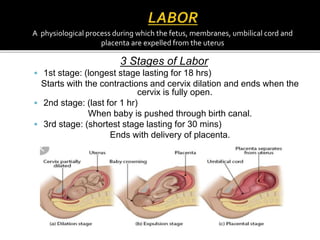 Physiology of pregnancy.pptx