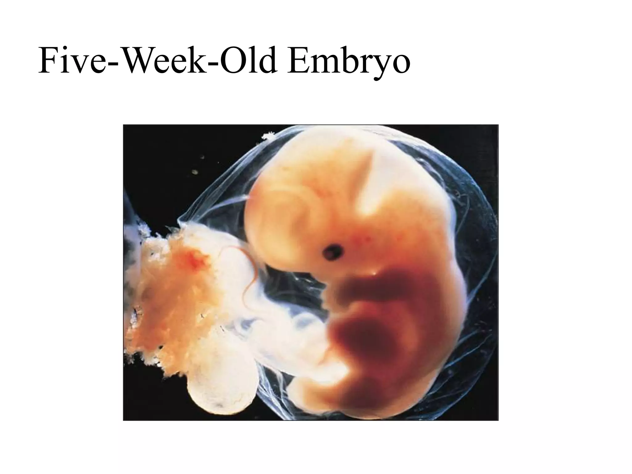 Physiological changes during pregnancy | PPT