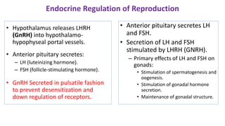 physiology of puberty.pptx