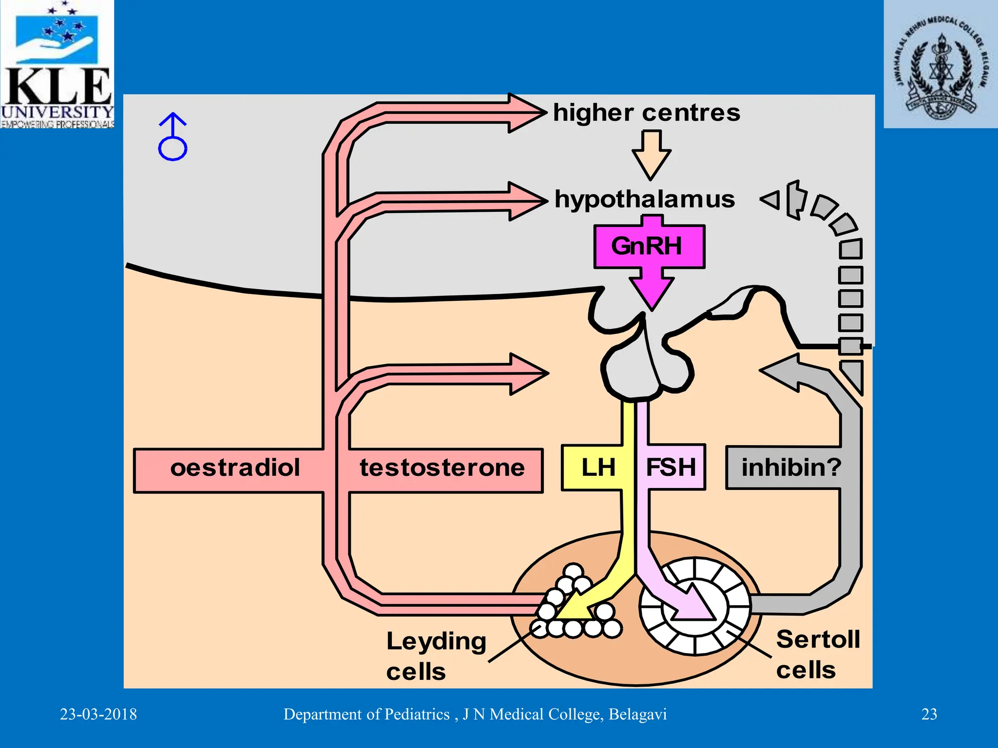 An overview of physiology of puberty.pdf
