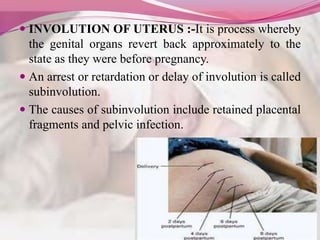 Physiology of puerperium,management of mother during puerperium ...