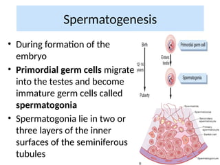 Msle and female physiology of reproduction | PPTX