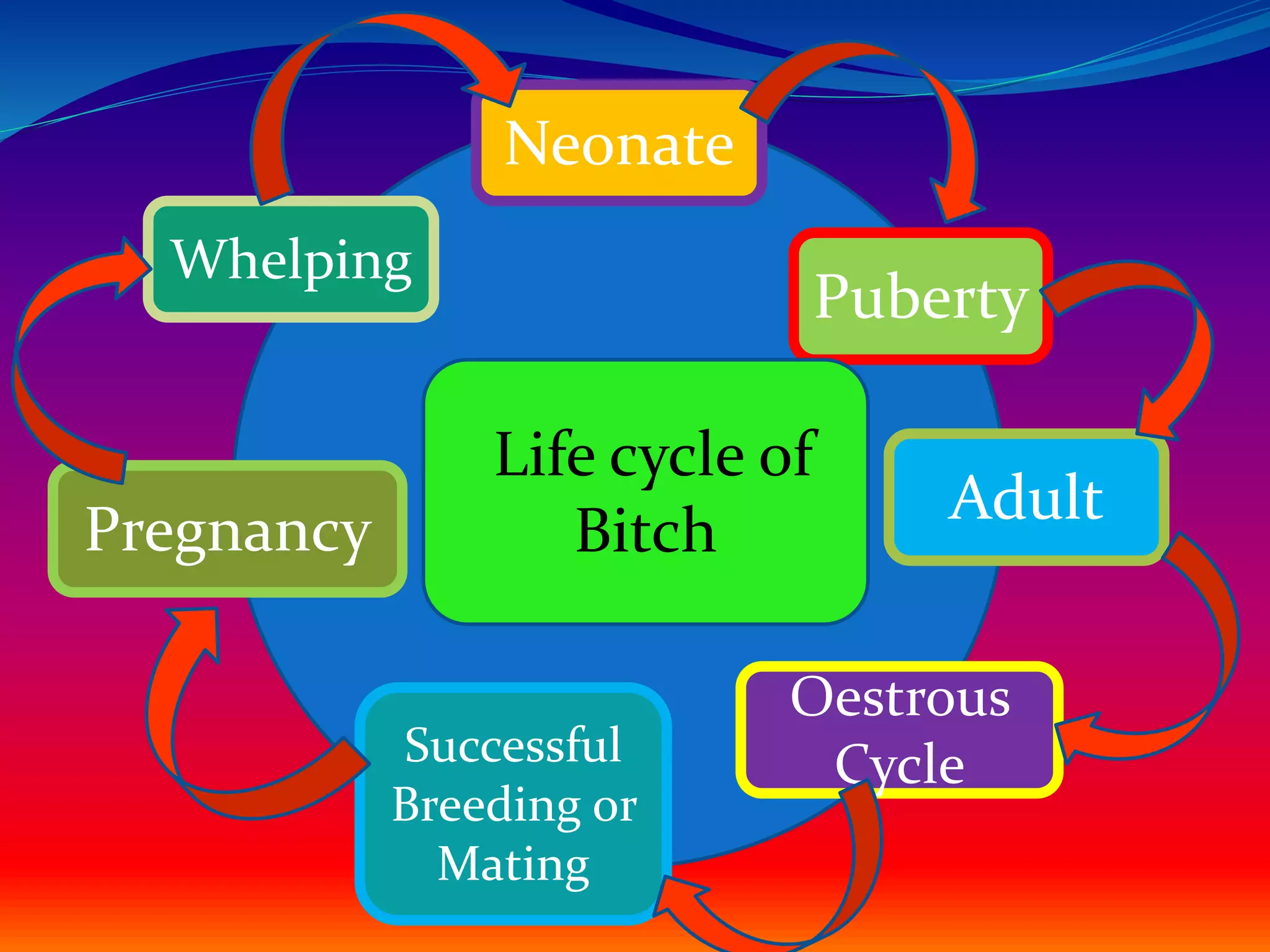 physiology of reproduction in canine.pptx