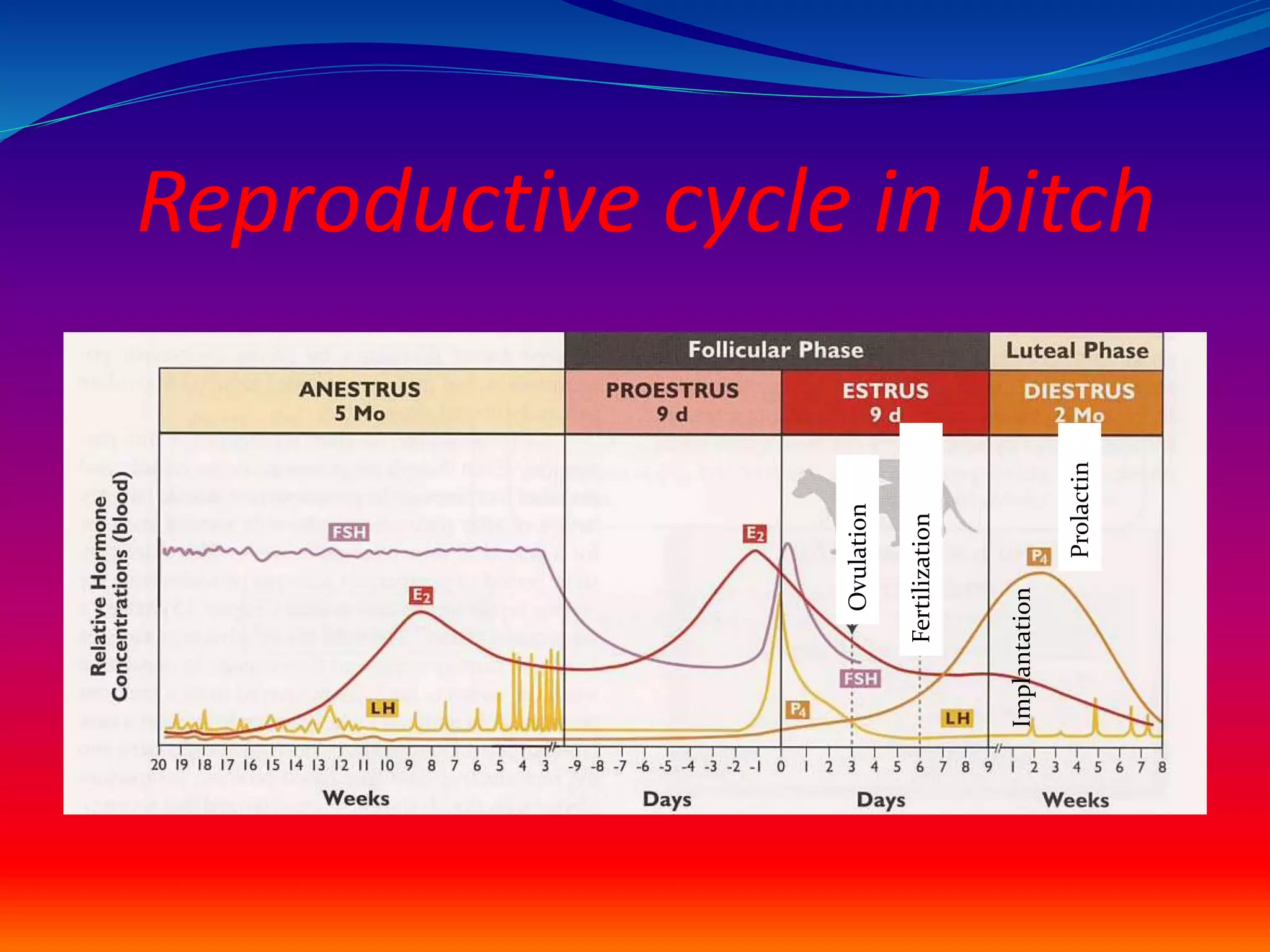 physiology of reproduction in canine.pptx