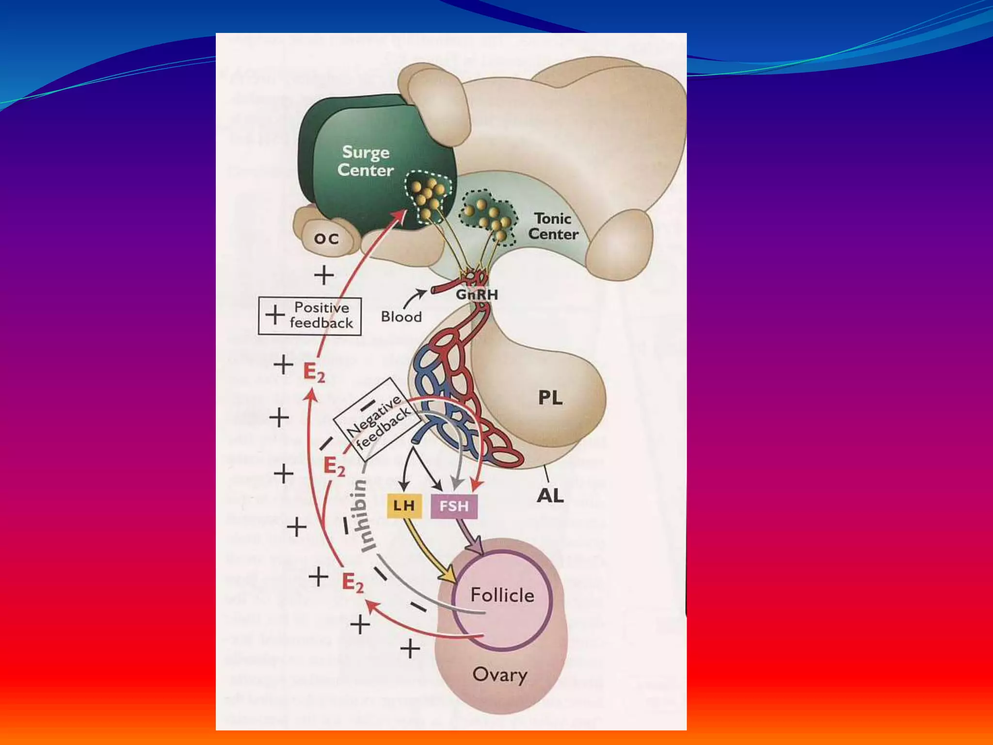 physiology of reproduction in canine.pptx