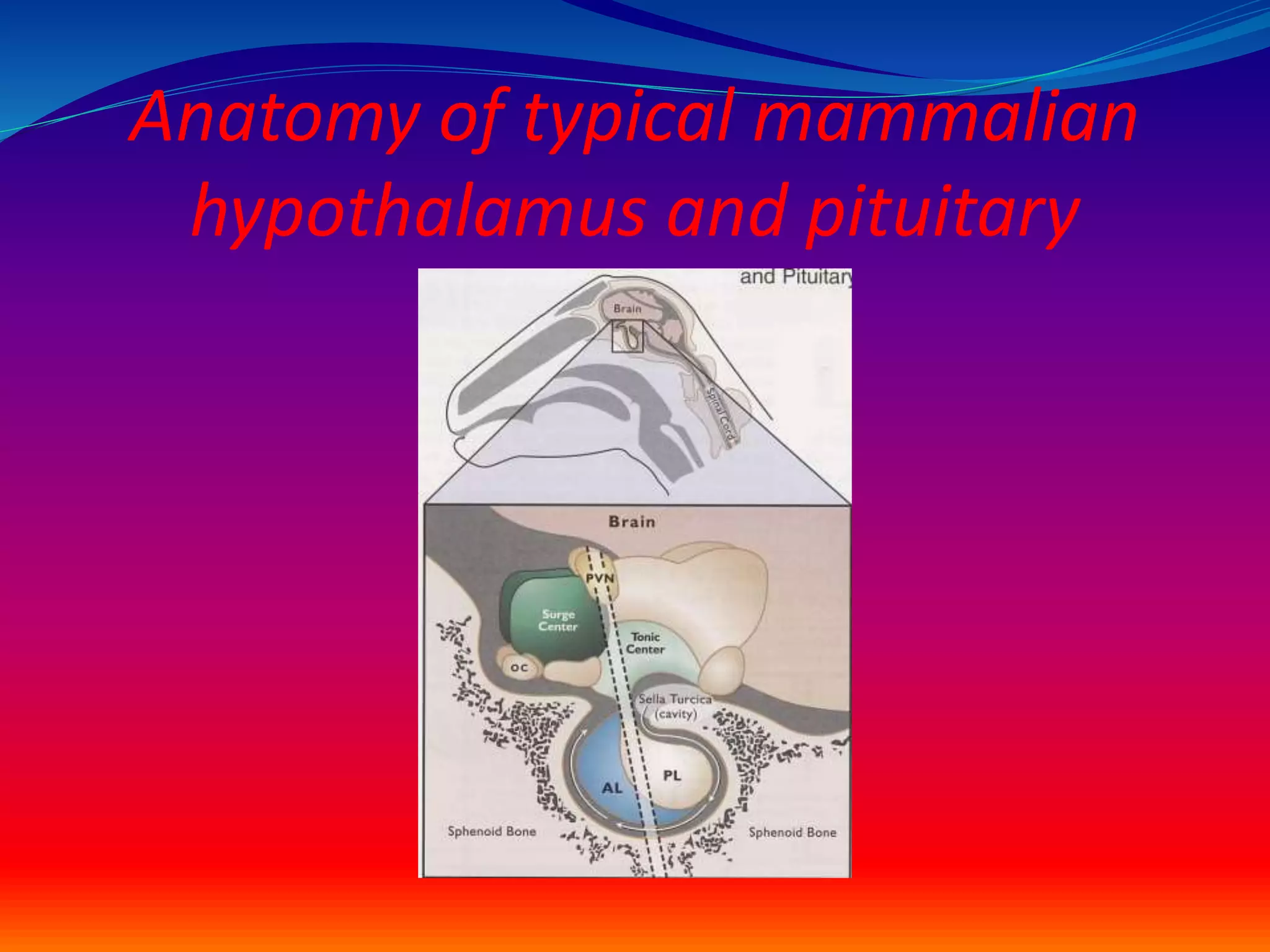 physiology of reproduction in canine.pptx