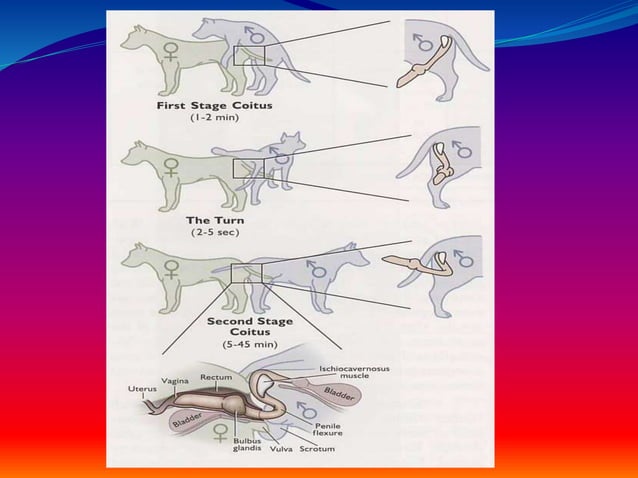 physiology of reproduction in canine.pptx