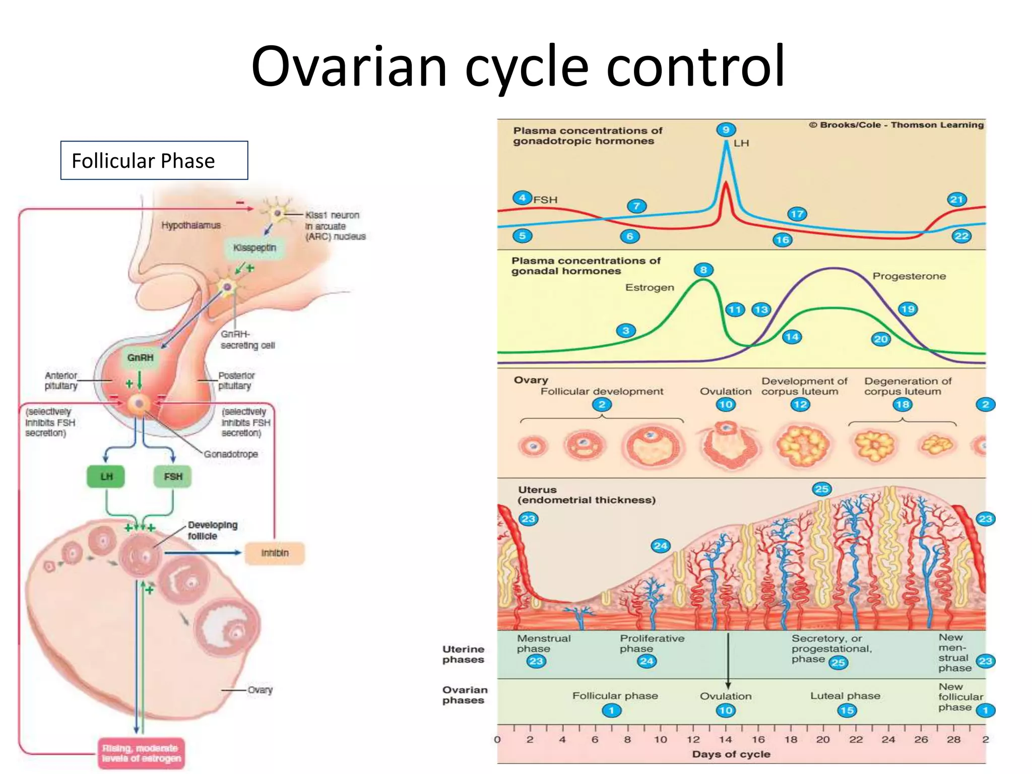 Physiology of reproduction system | PPT