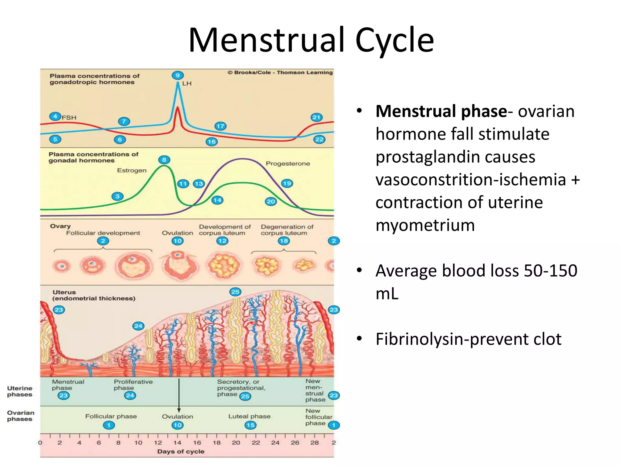 Physiology of reproduction system | PPT