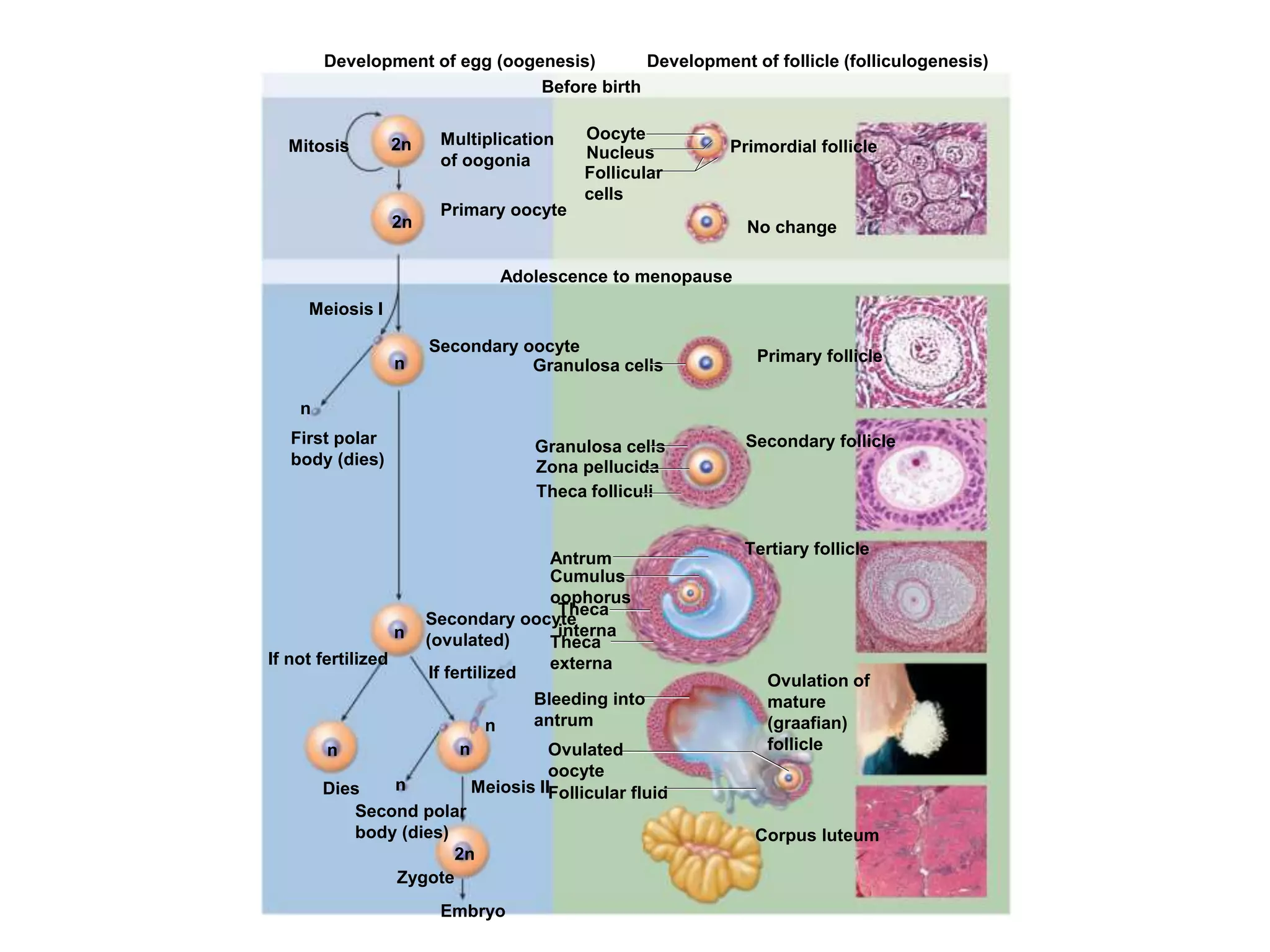 Physiology of reproduction system | PPT