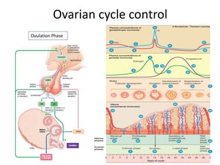 Physiology of reproduction system | PPTX