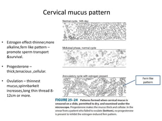 Physiology of reproduction system | PPT
