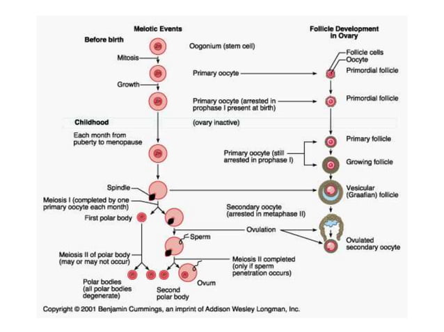 Physiology of reproduction system | PPT