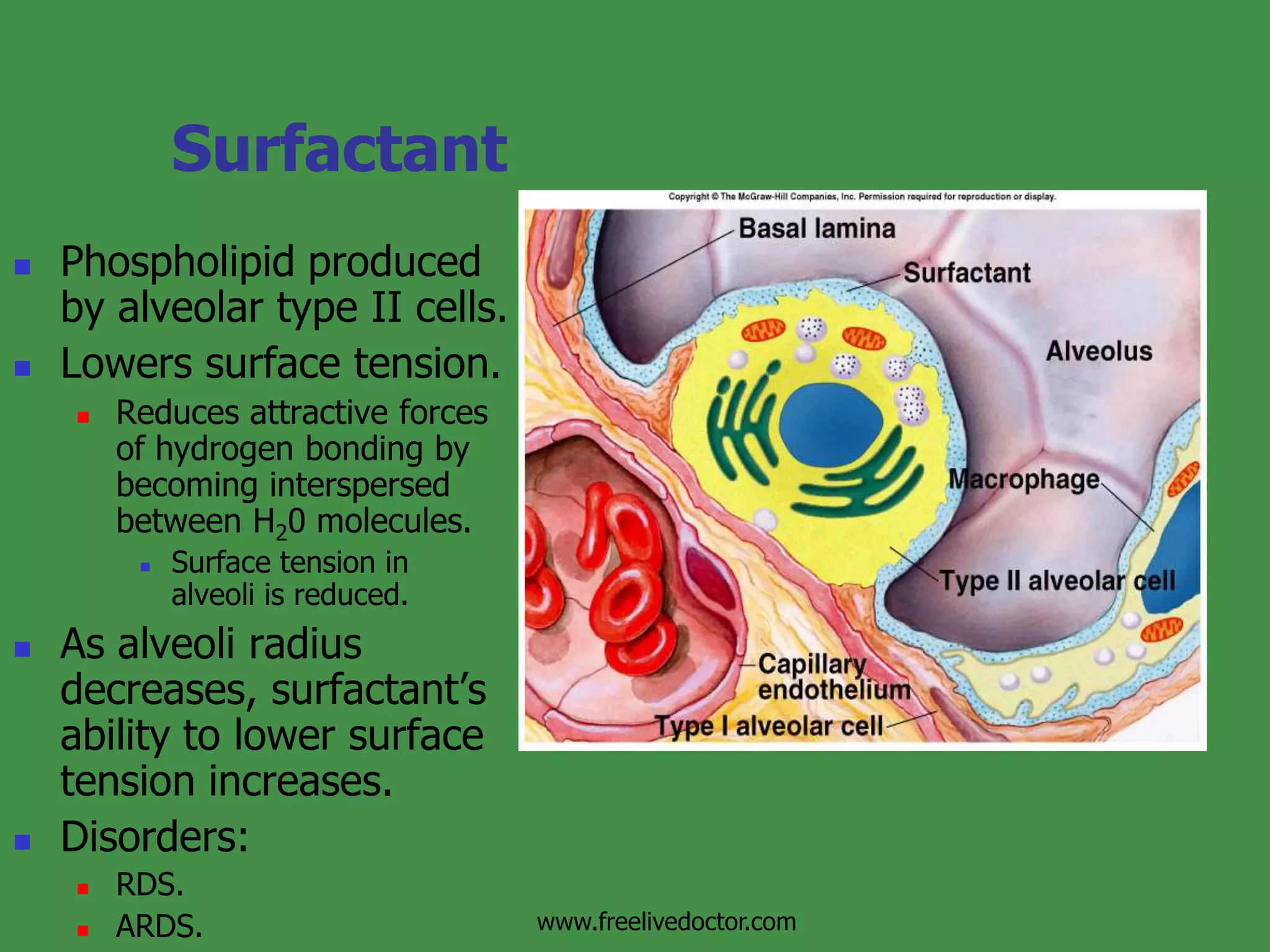Physiology Of Respiration | PPT